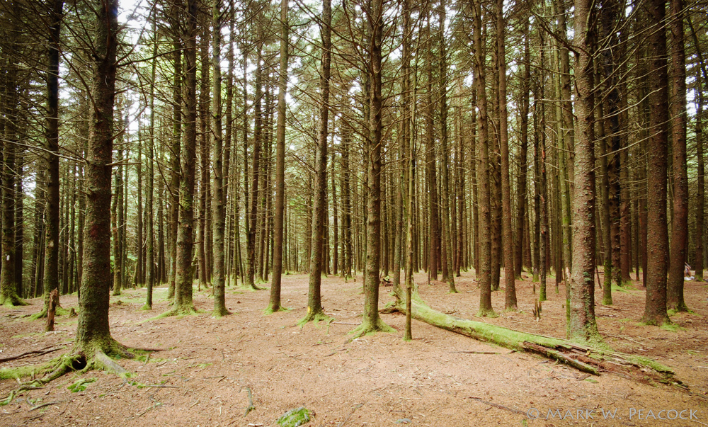 Appalachian Treks: Unaka Mountain Summit