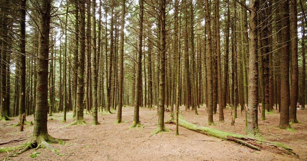 Appalachian Treks: Unaka Mountain Summit