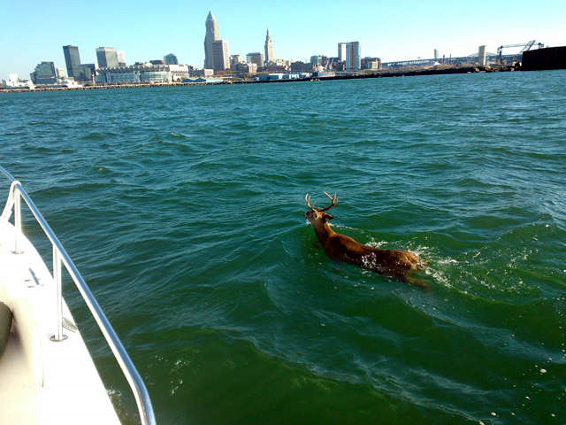 Four legged friends (and enemies): Viewer captures photos of deer ...