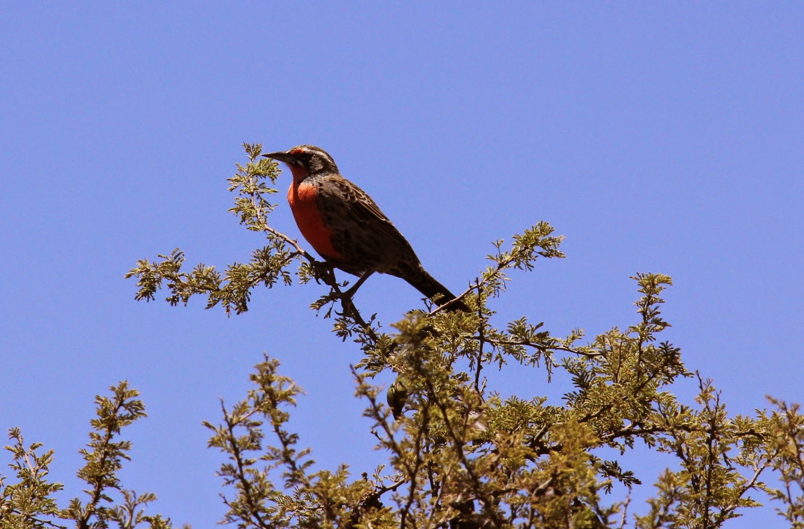 Aves de nuestro Chile: Aves del Norte Chico
