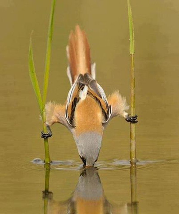 Funny animals of the week - 20 July 2012 (47 pics) | Amazing Creatures