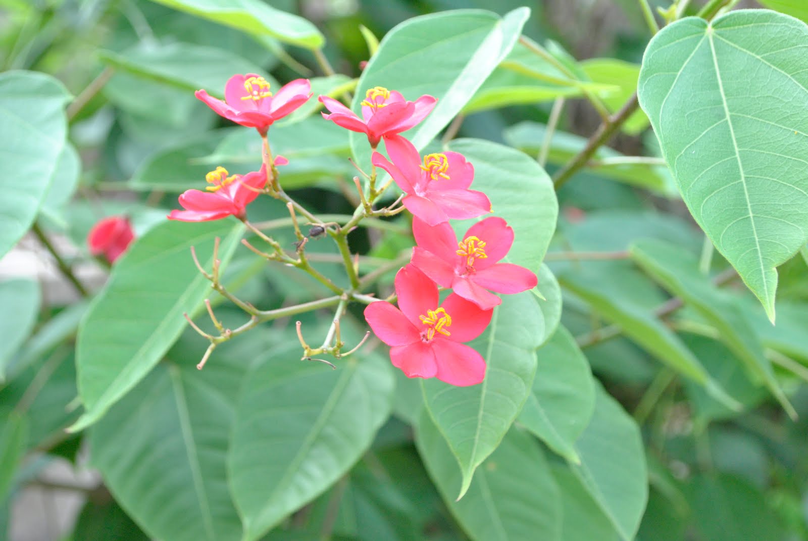 azierie: Pokok Gambir Sarawak...