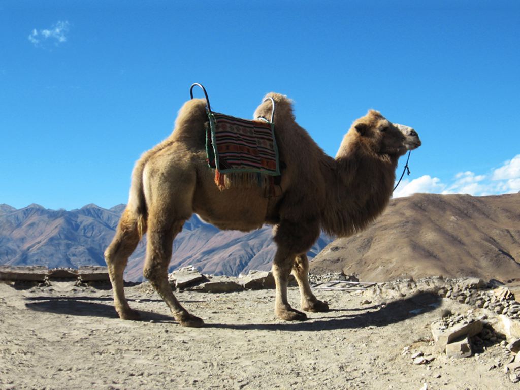 Alam Mengembang Jadi Guru: Apakah Kamu tdk Memperhatikan, Bagaimana ...