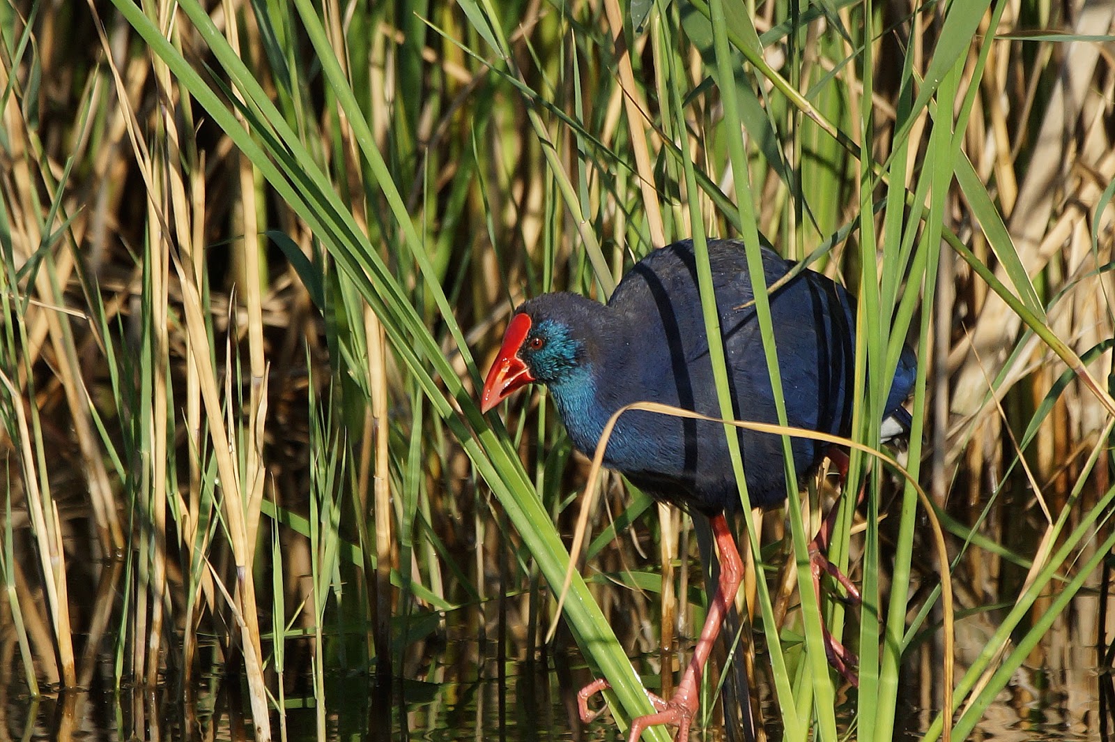 Pasión por las aves: Calamón común.(Porphyrio porphyrio)