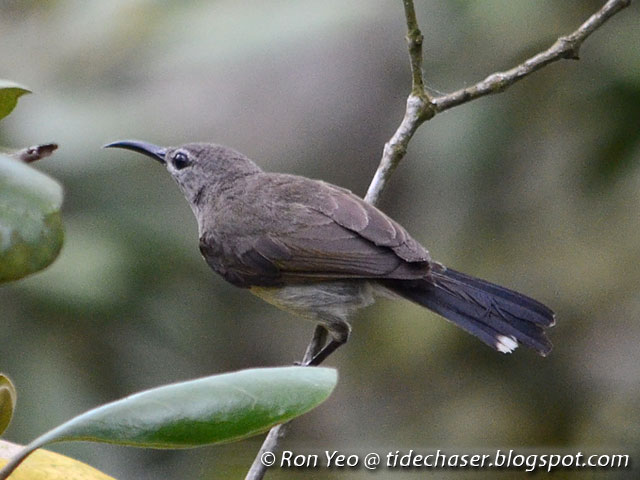 tHE tiDE cHAsER: Passerines or Perching Birds (Phylum Chordata: Order ...