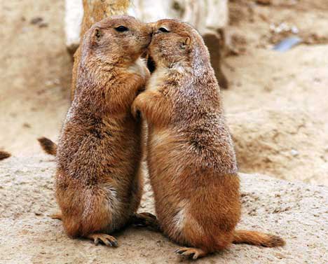 The Road From Redmond: Rock Chucks