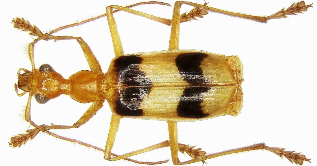 Variety of Life: Harpalinae