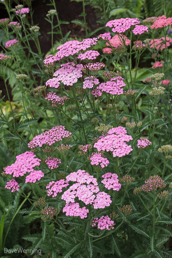 Native Plant Gardening: Yarrow