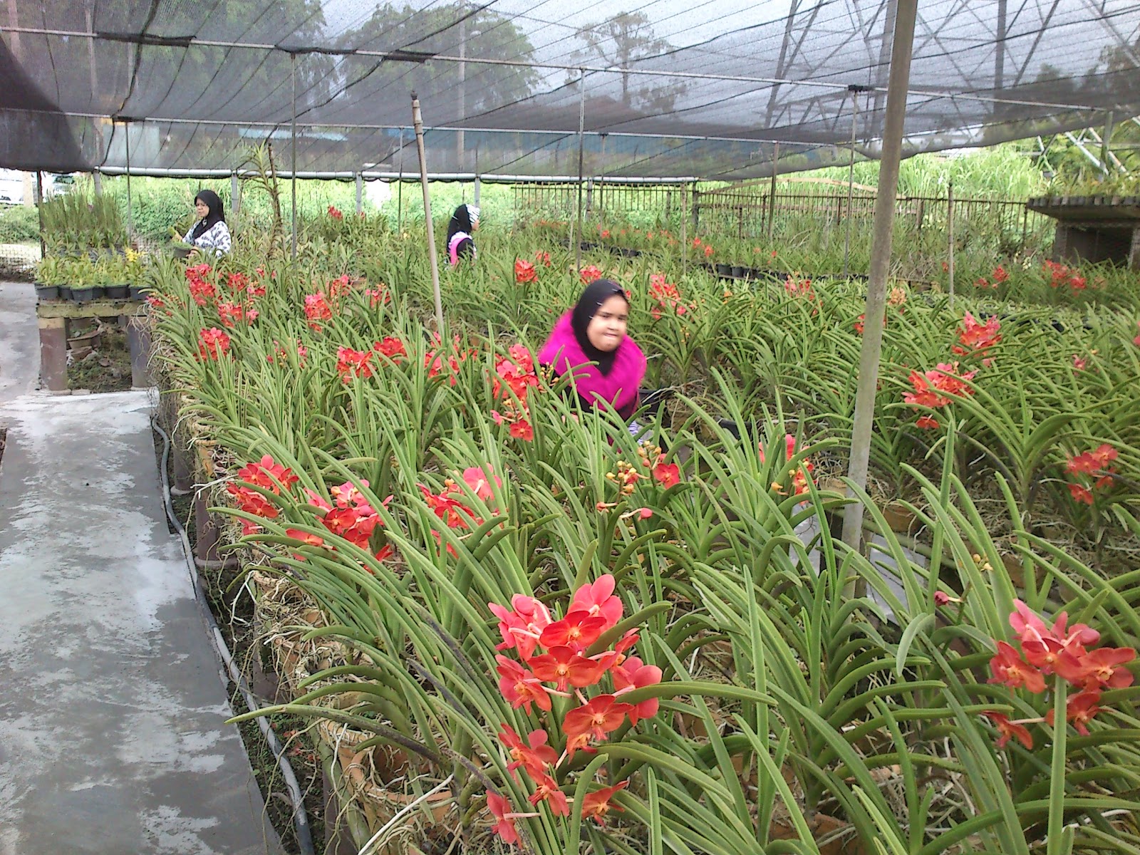 Hidup Yang KetentuanNYA: Kebun Orkid - Bunga Orkid