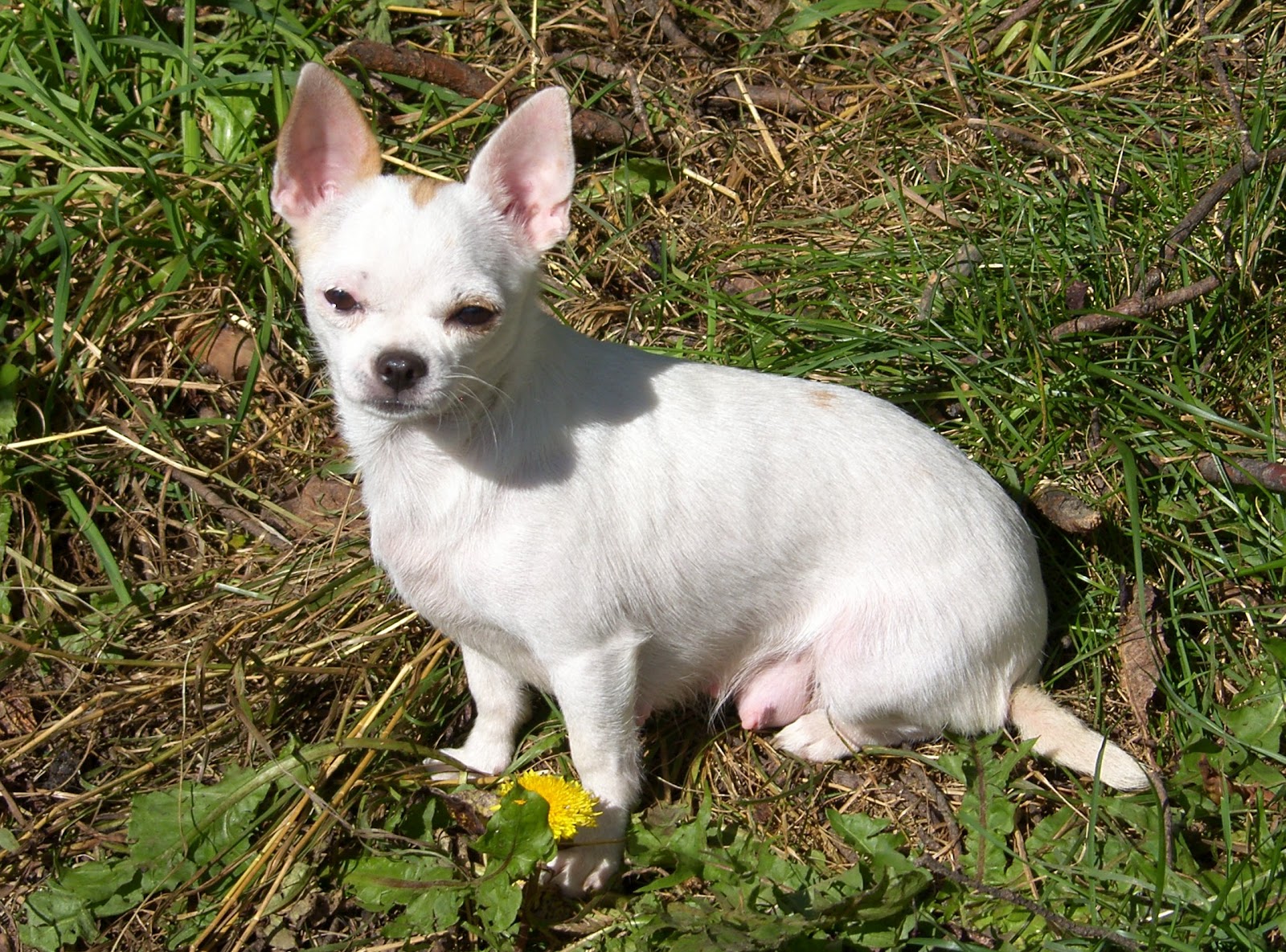 Varius Canis Chihuahua Kennel FCI: PRADA