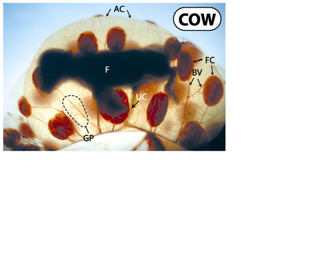 Merrily's Animal Science Journal: Embryogenesis, Recognition ...