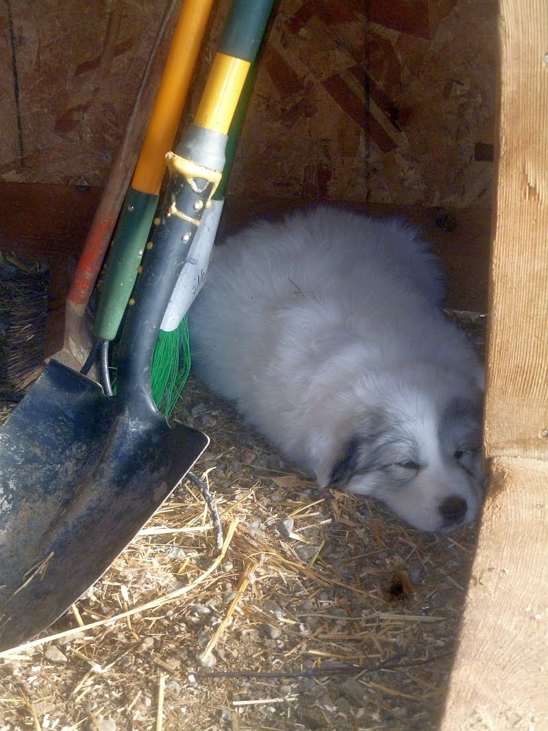 Rural Revolution: Puppy love