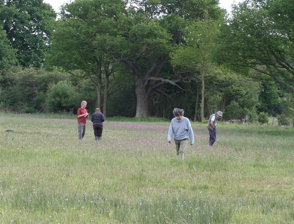Michael Foley: Natural History ©: PLANT: Fen Violet in central England