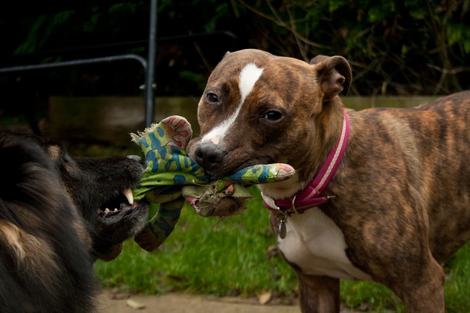 Shady and the bad dogs.: Today...in photos...