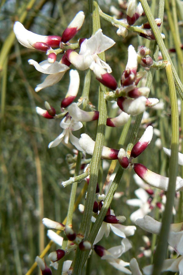 Wildflowers of Andalucia: Retama monosperma