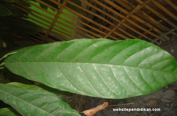 27+ Teladan Tumbuhan Bertulang Daun Menyirip Dan Foto/Gambarnya - Rindu ...