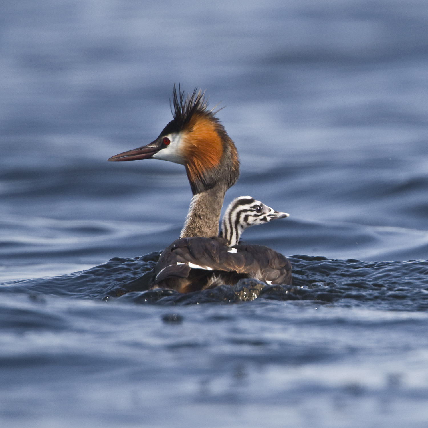 PETER'S PORTFOLIO..............Bird & Wildlife Photography: Great ...