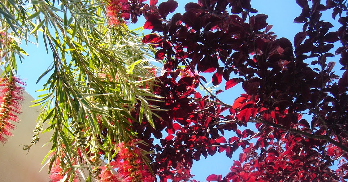 Poeniños: Las dos ramas