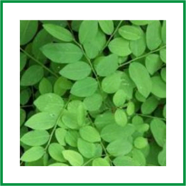 Lunyu Banget: Daun Katu