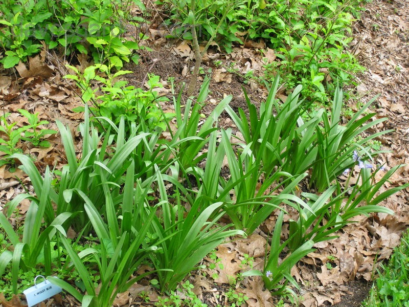 Trees Planet: Hyacinthoides hispanica - Spanish Bluebell