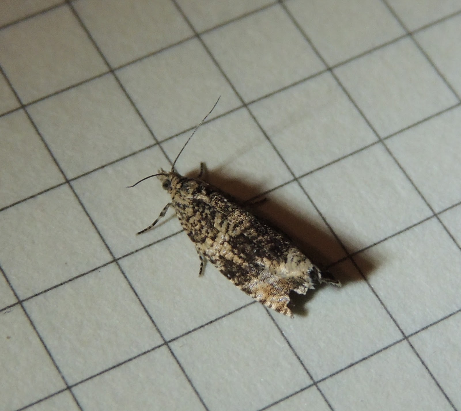 Gary's Birding Blog: Moths and More Moths