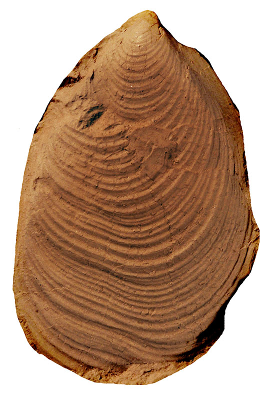 PALEO & GEO TOPICS: Comments by R. L. Squires: Inoceramids