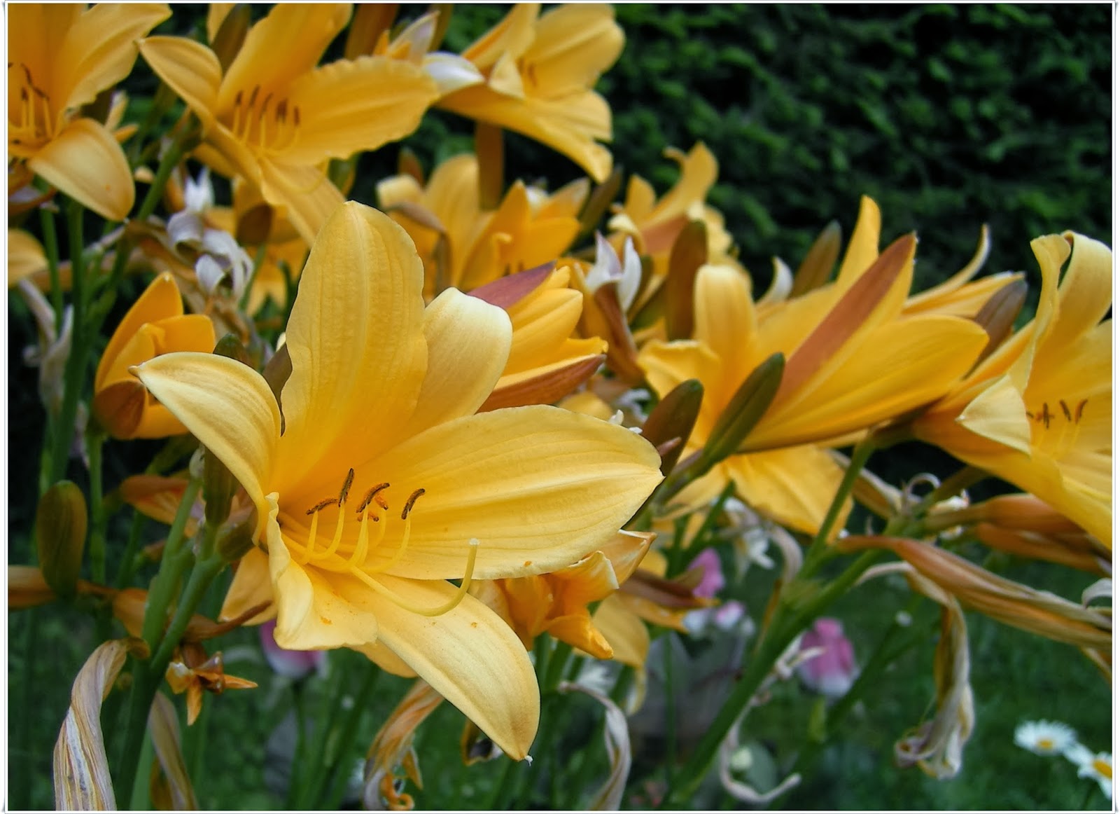 CVIJEĆE: LJILJAN | • Recepti za svaku priliku