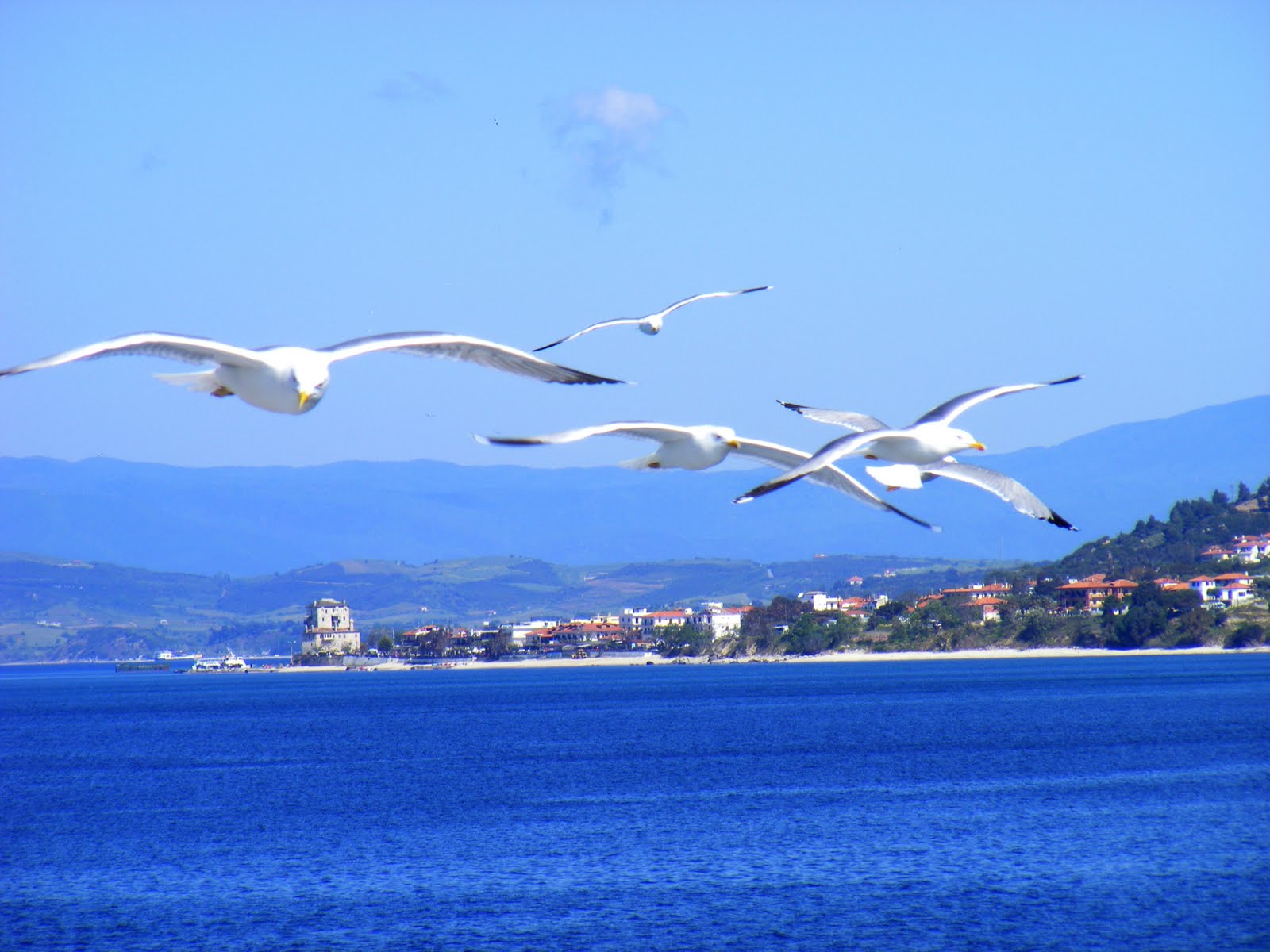 Fotografie: Pescarusi