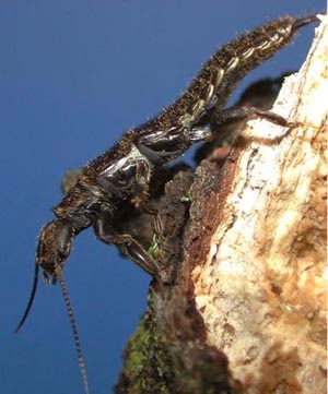 Variety of Life: Embioptera