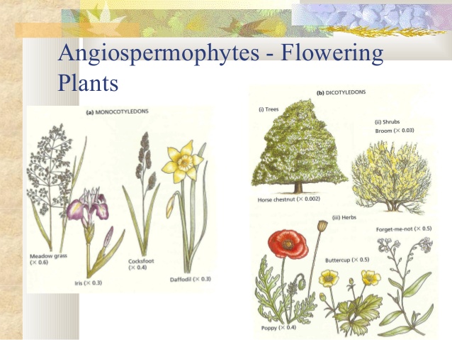 Всё о бегониях и не только...: Покрытосеменные (Angiospermatophyta)