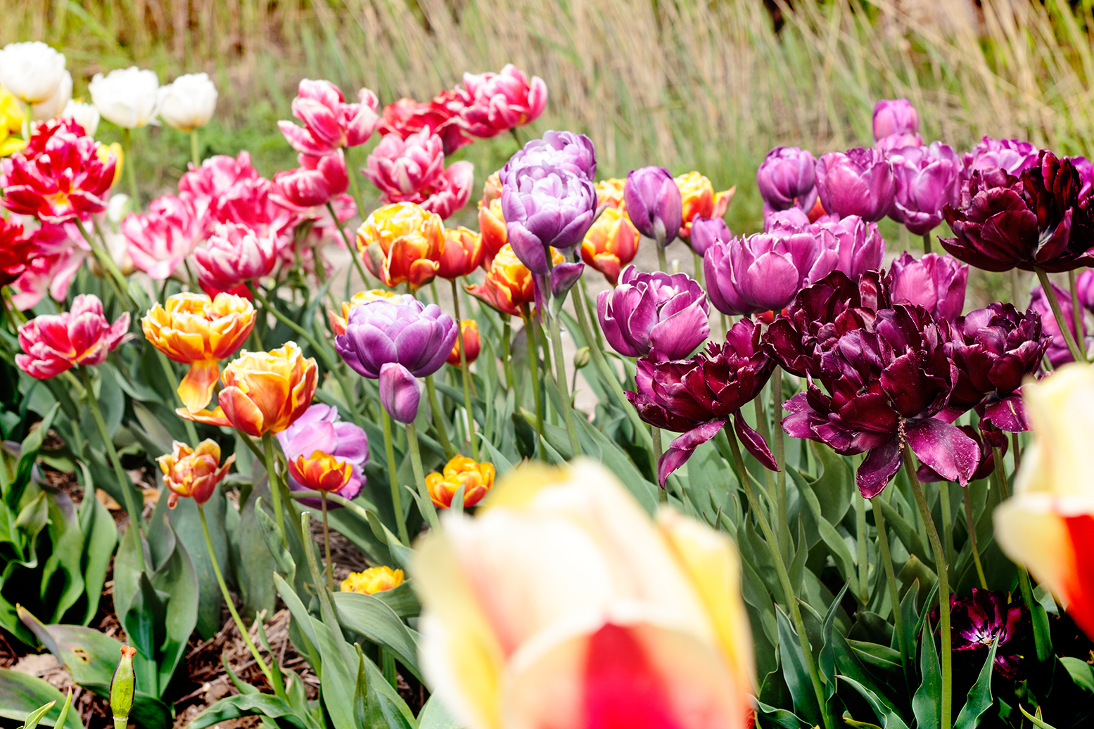WEEKEND VIBES | TULIP FESTIVAL | Wit Konijn