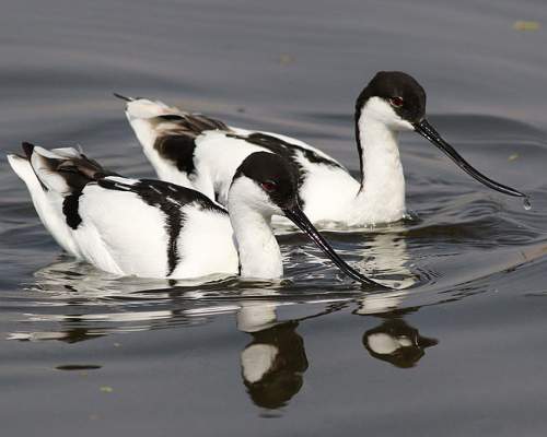 Pied avocet photos | Birds of India | Bird World