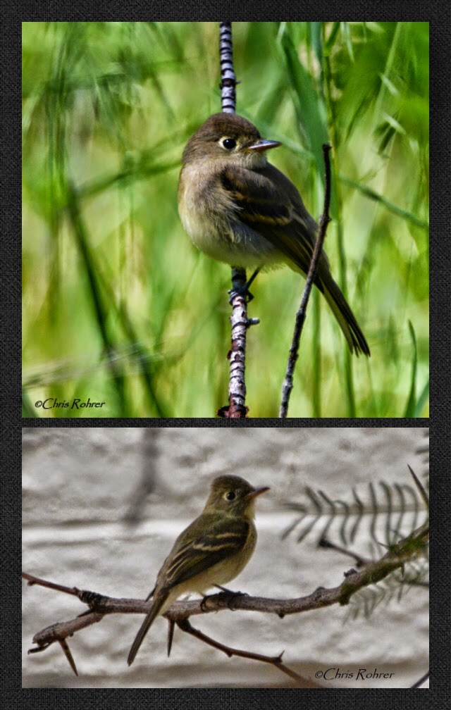 Las Aventuras: Cryptic Mysteries