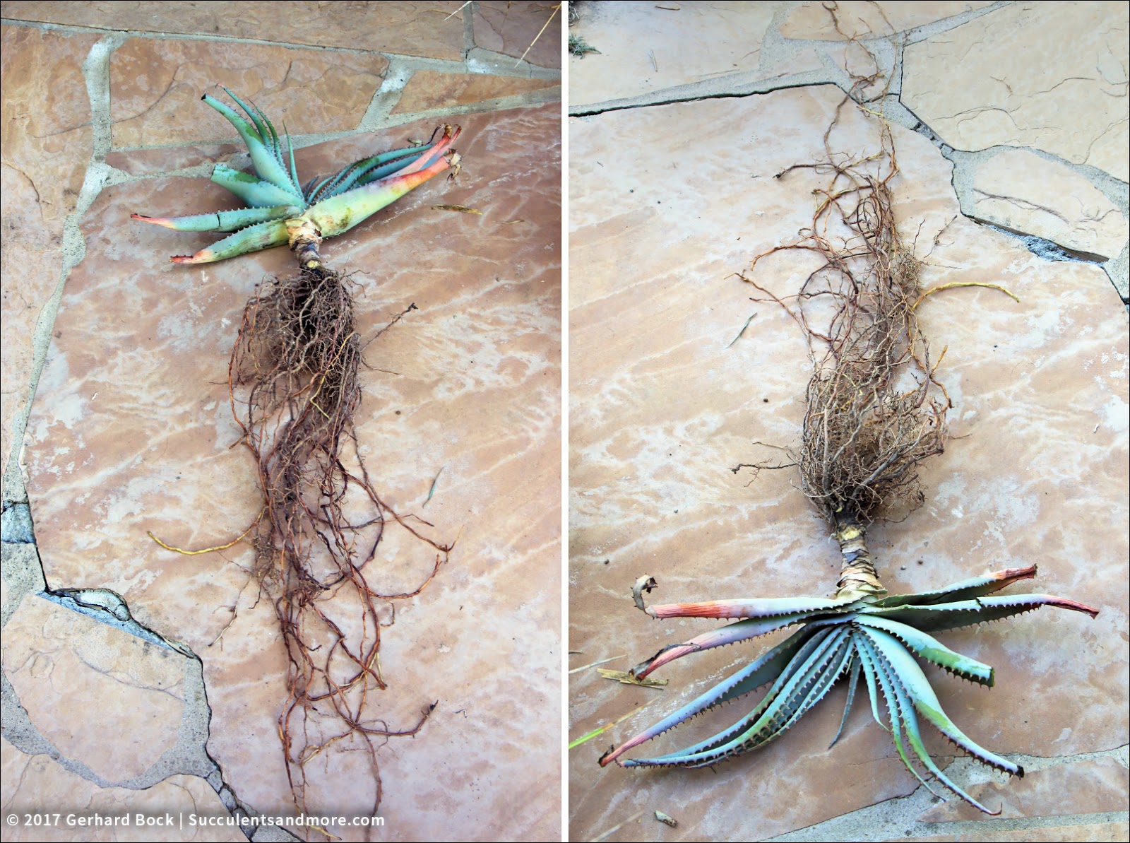 Turning 1 into 19: pot-bound Aloe suprafoliata