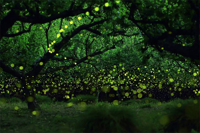 Inside The Artist's Mind: Want the magic of Fireflies in your backyard ...