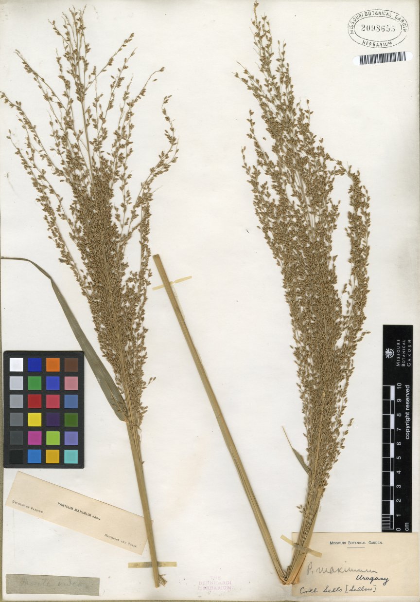 PLANT FAMILIES OF PUERTO RICO AND FLORIDA PAPO VIVES: Poaceae paniceae ...