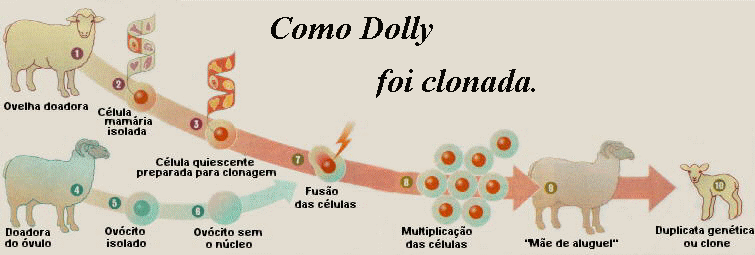 Blog de Biologia: Clonagem