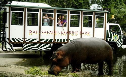 Jungle Hopper package