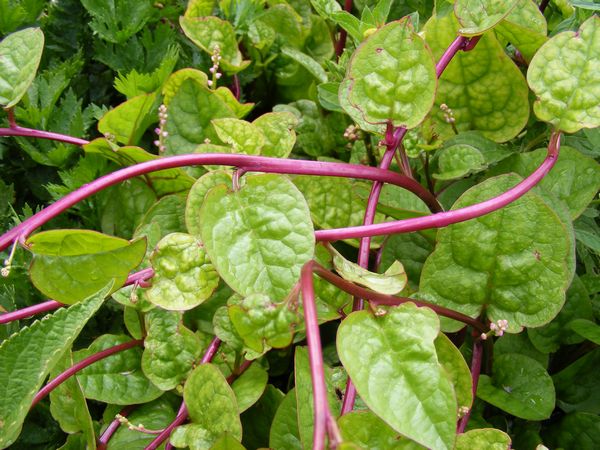 malabar ıspanağı (basella rubra) faydaları yan etkileri kullanım şekli ...