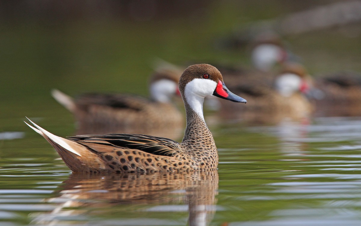 CiênciasEkos: Aves do estado do Rio de Janeiro: Anseriformes