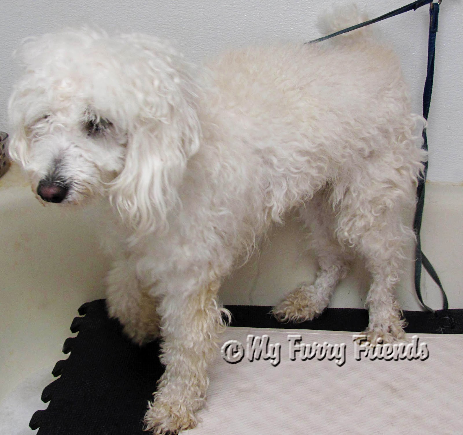 Pet Grooming: The Good, The Bad, & The Furry: Never Been Professionally ...