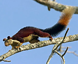 Indian giant squirrel ~ Sit Study