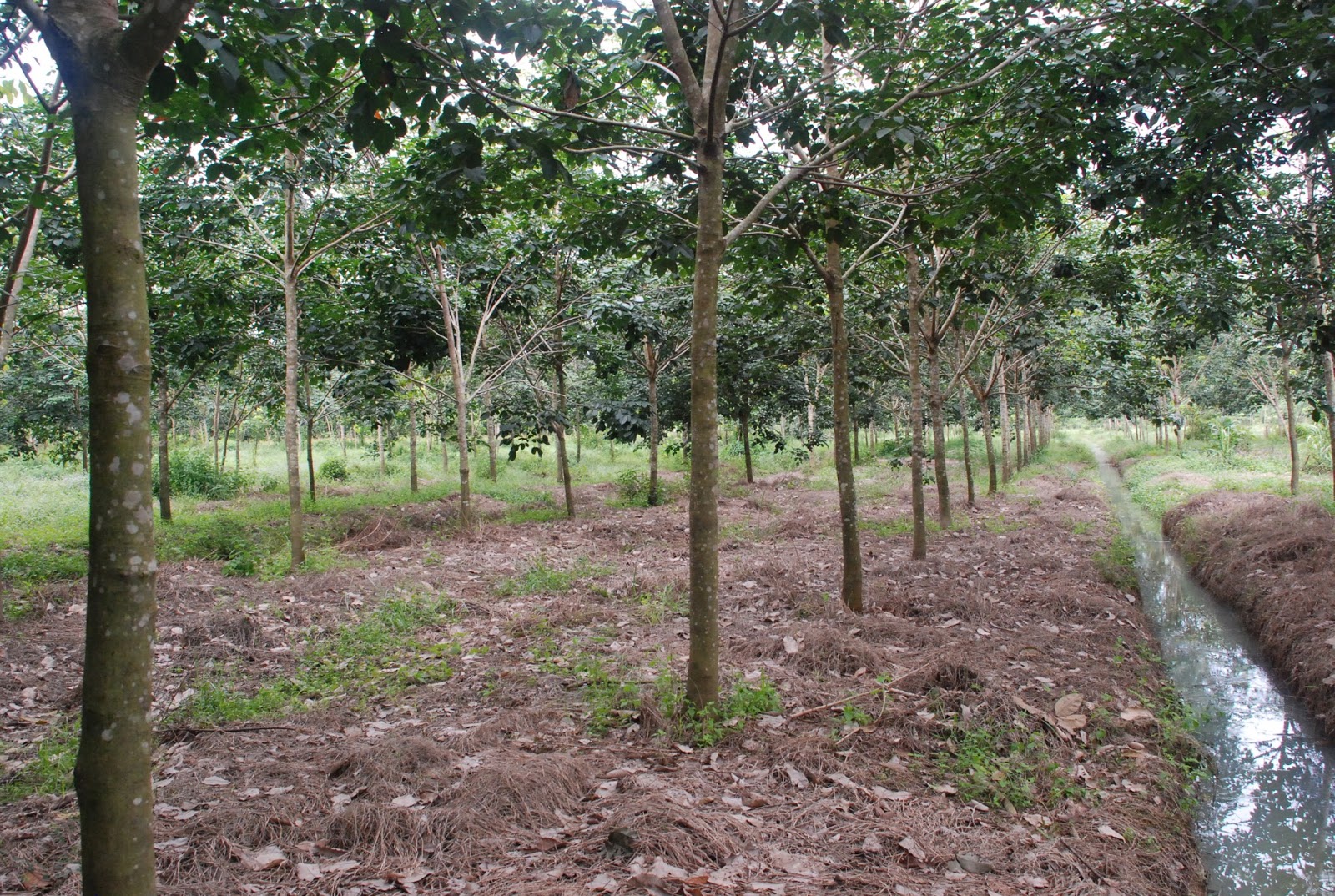 .: Melawat Kebun Getah Ibu