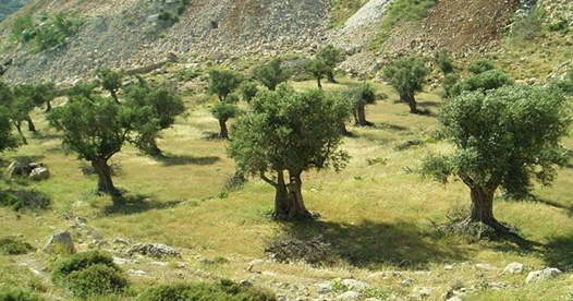 Byzantine Military: Farming on Roman Empire Desert Frontier