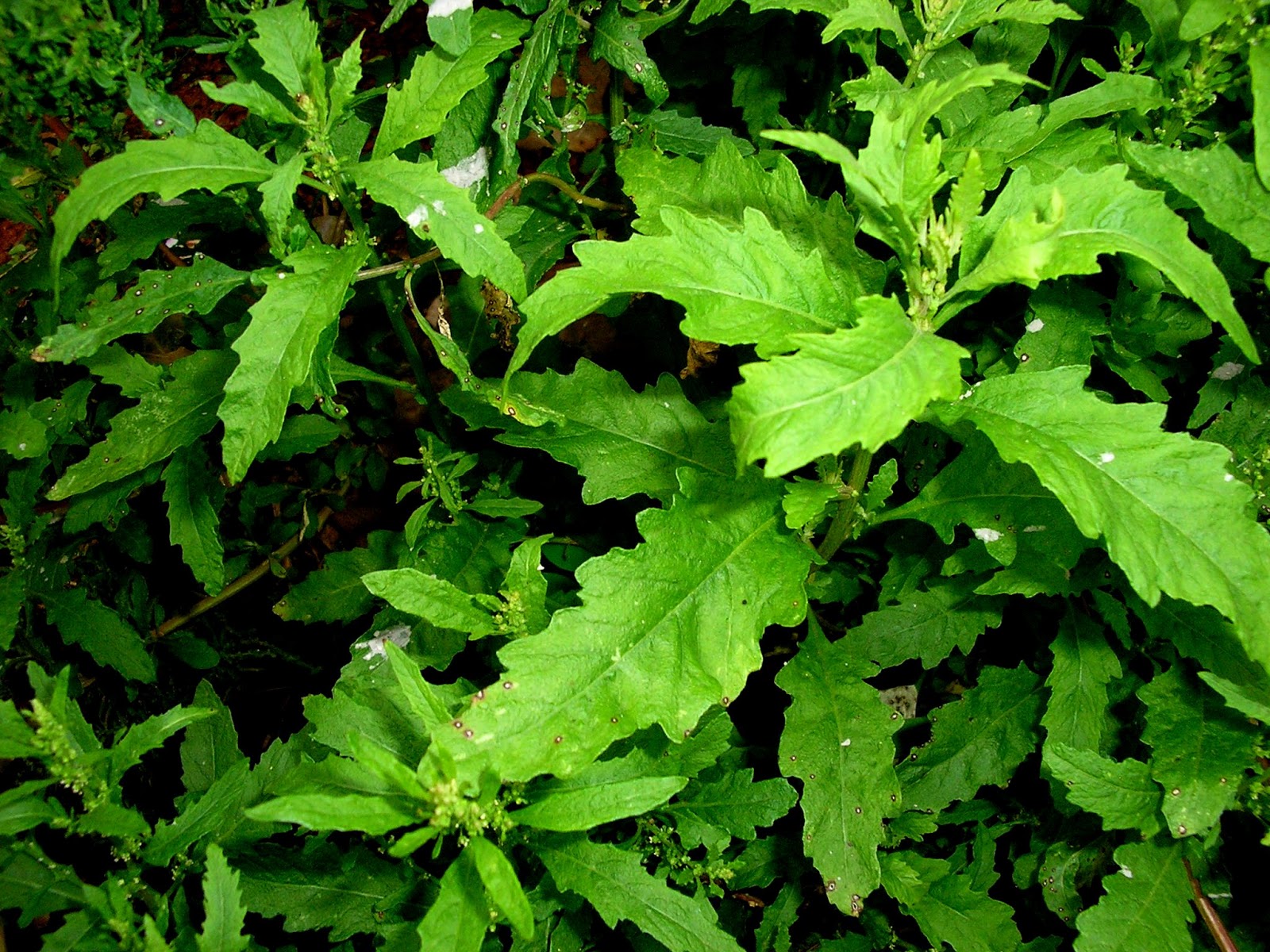 Plantas que curam: Erva-de-santa-Maria