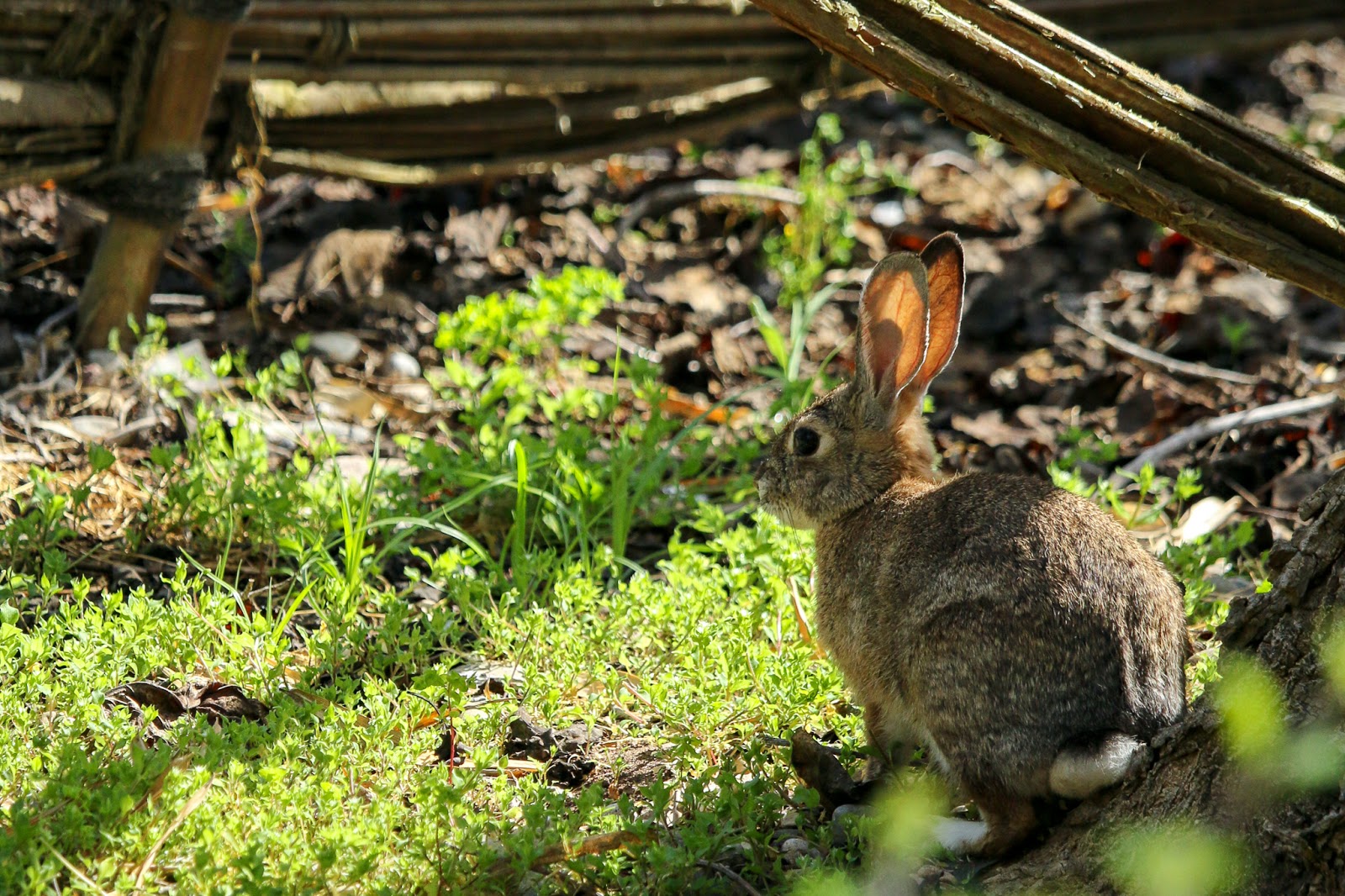 Nomadic Newfies: Critters at the Garden