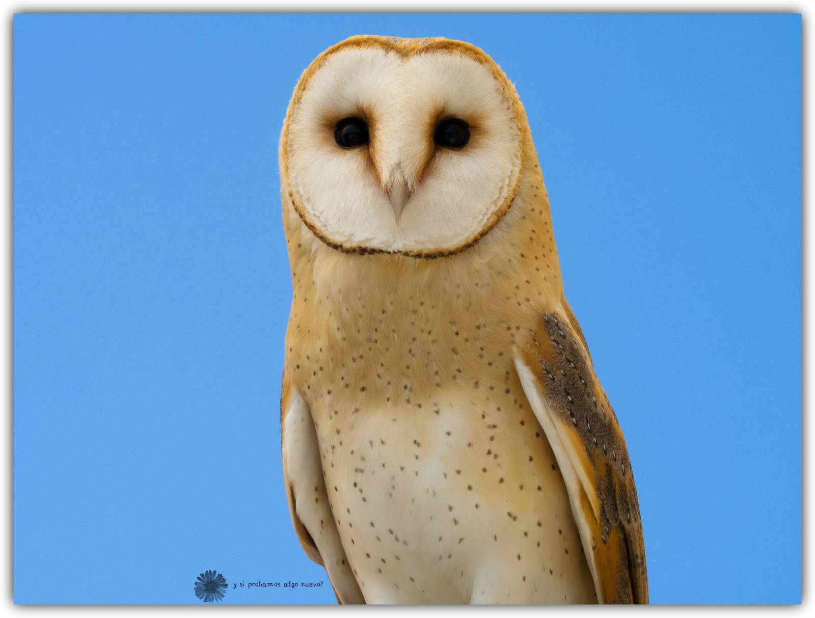 Foto de la semana: lechuza