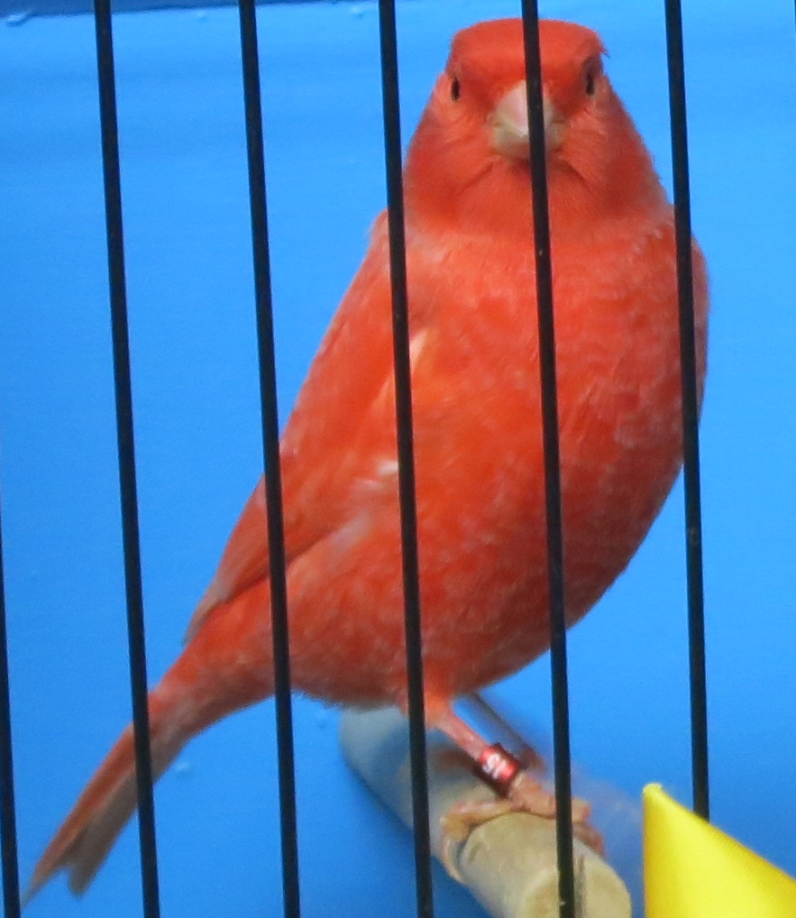 Canary Tales: Breeding Better Looking Birds Part 2 Feather Type - Buff ...