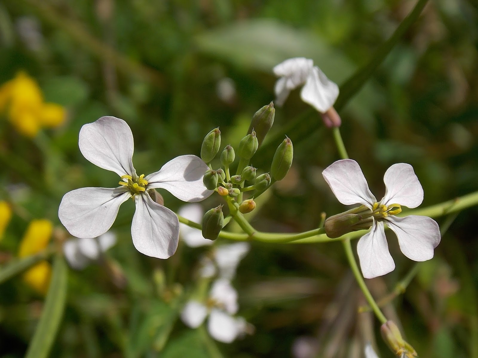 Raphanus raphanistrum L. subsp. raphanistrum