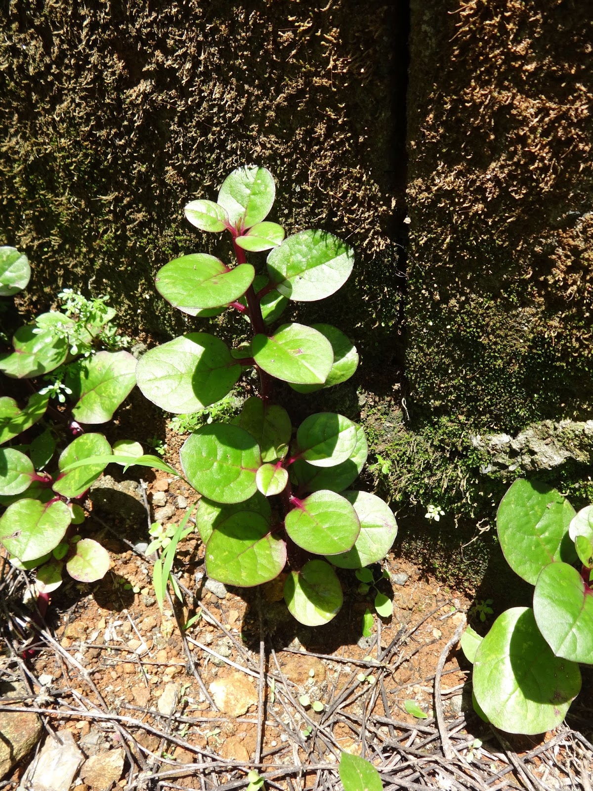 Zioła z Odległych Krain: Basella alba, Basella rubra - Szpinak ...